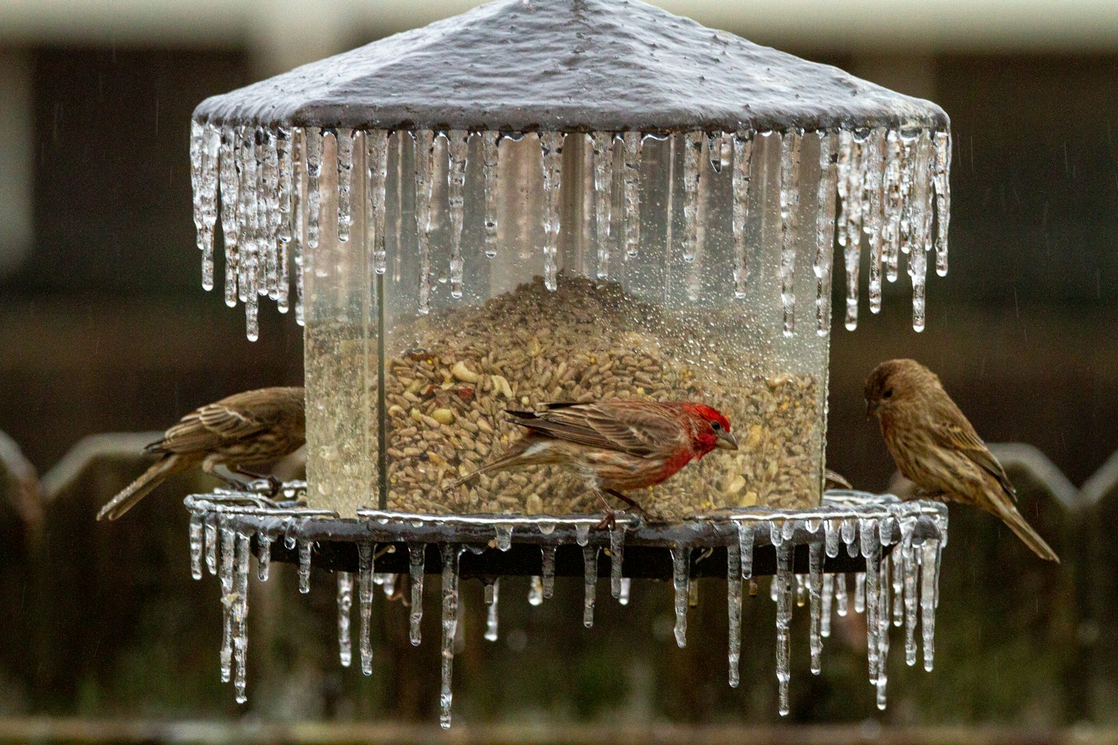 Why You Should Provide a Water Source for Backyard Birds - bird-life.com