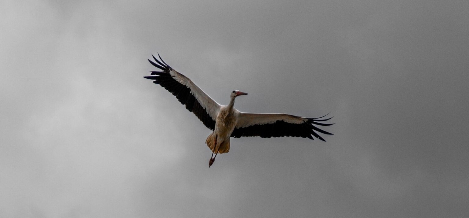 How Birds See the World – A Glimpse Into Avian Vision - bird-life.com