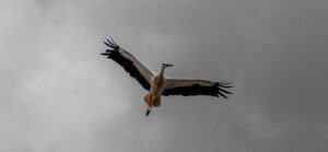 How Birds See the World – A Glimpse Into Avian Vision – bird-life.com