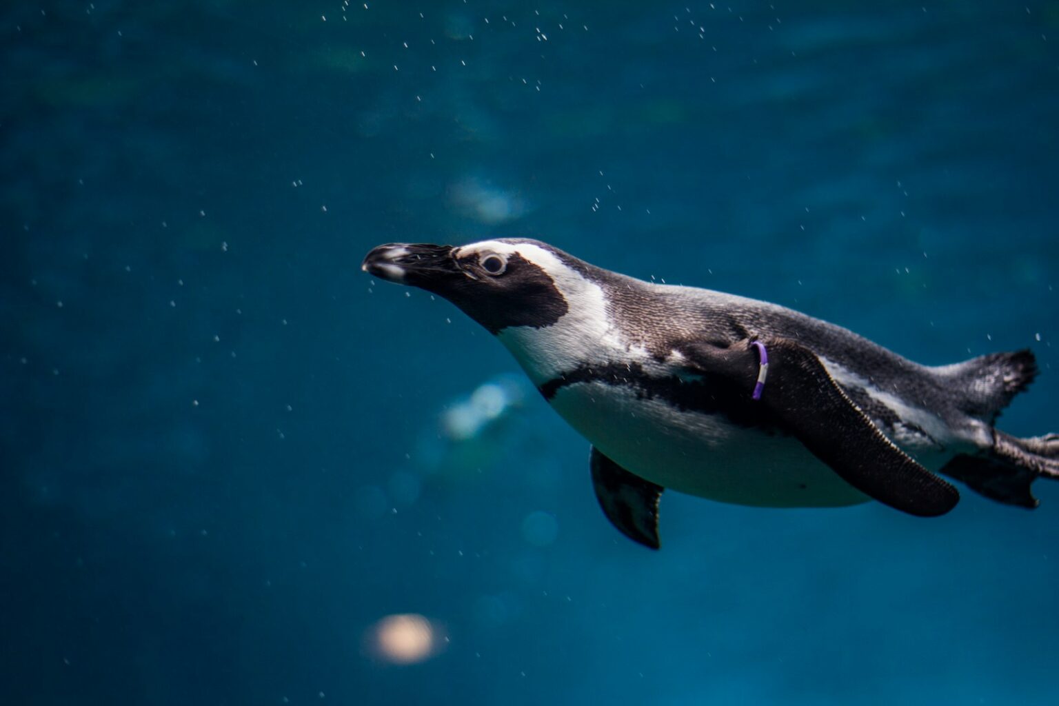 The Bird That Can Dive the Deepest Underwater - bird-life.com