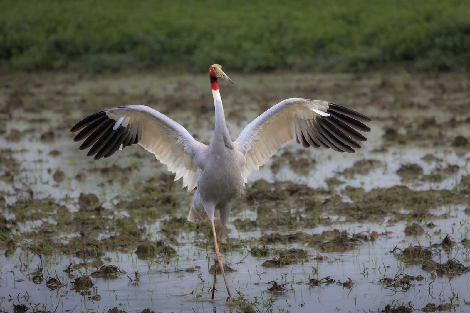 The Tallest Flying Bird in the World – And Where to Spot It - bird-life.com