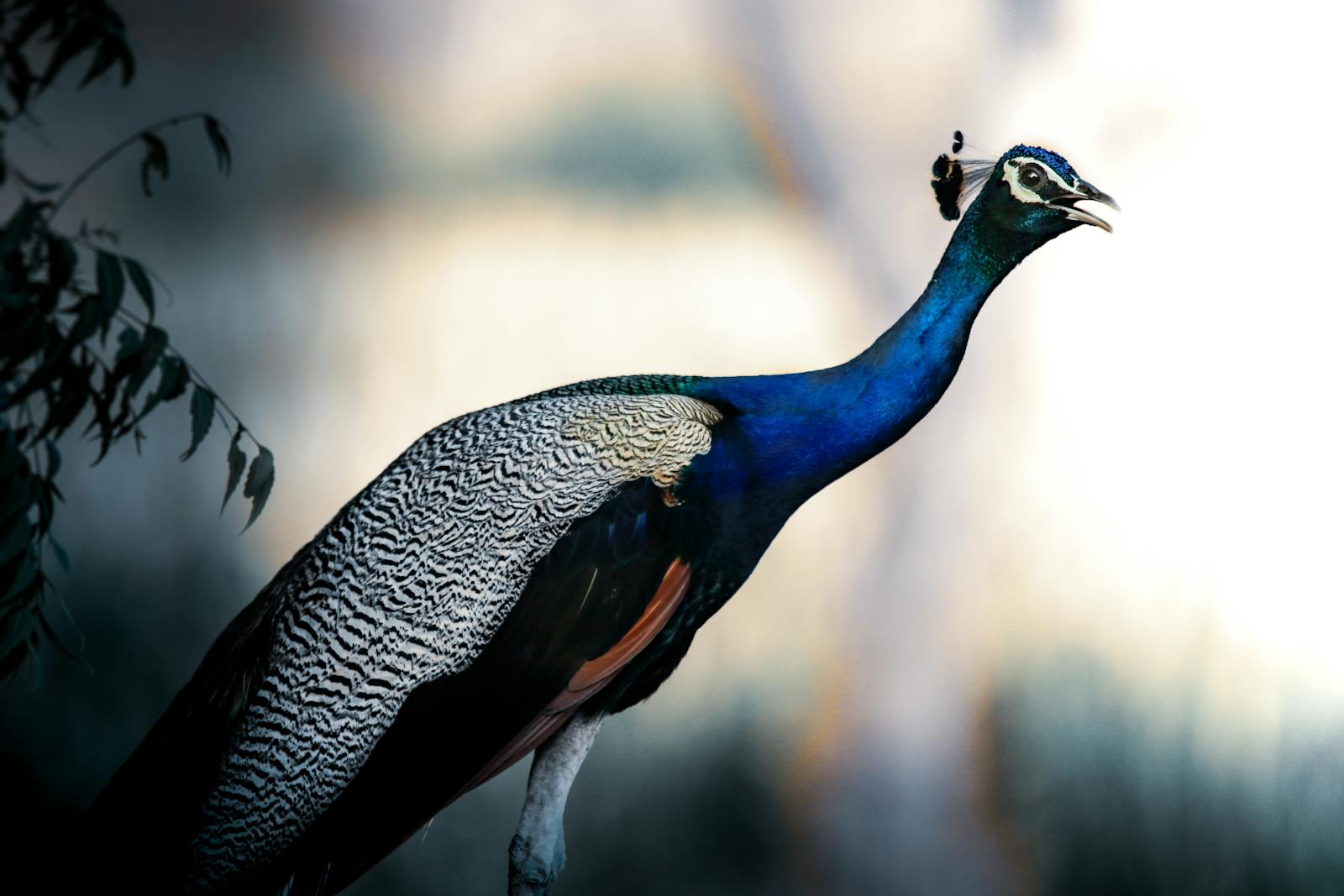 The Different Types of Bird Songs and What They Mean - bird-life.com