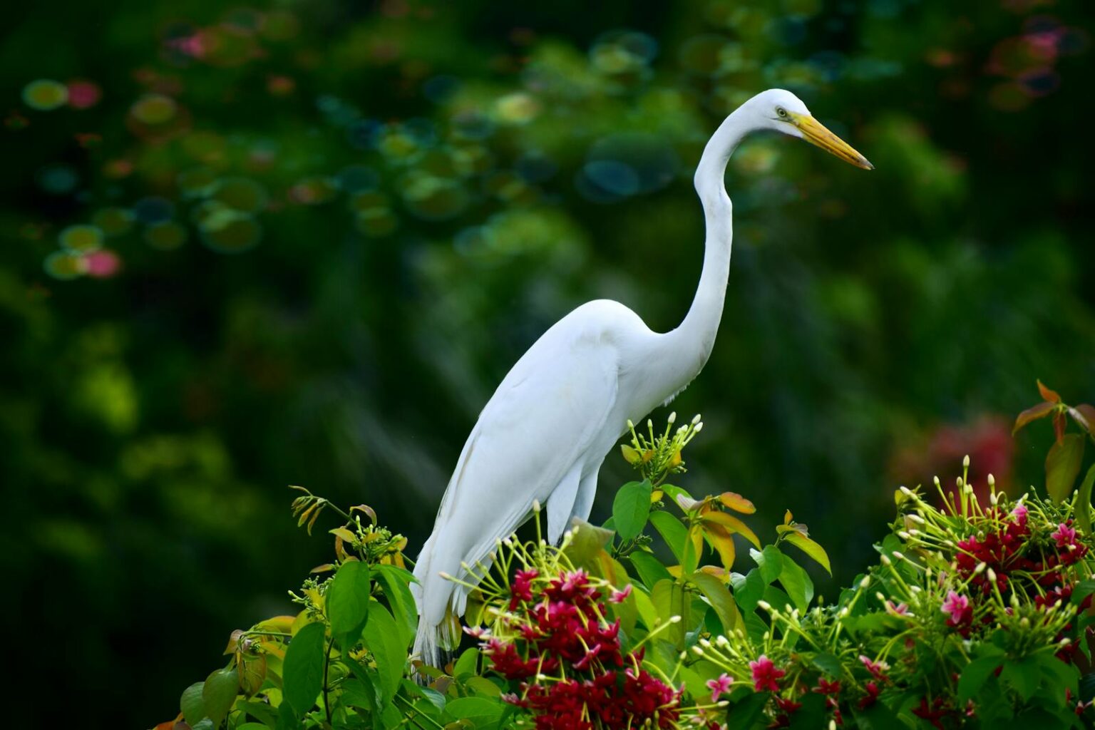 The Best Apps for Bird Identification and Tracking - bird-life.com