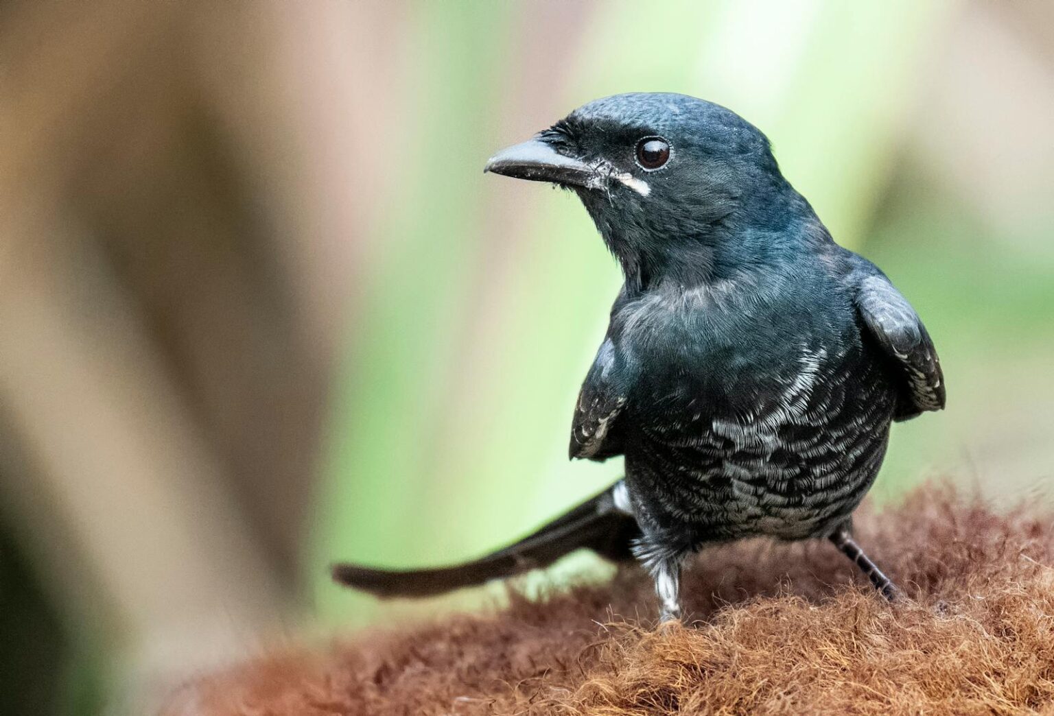 The Bird That Imitates Predators to Scare Off Rivals - bird-life.com