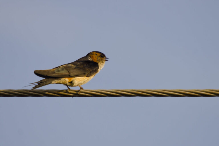 The Science Behind Molting – Why Birds Shed Their Feathers - bird-life.com