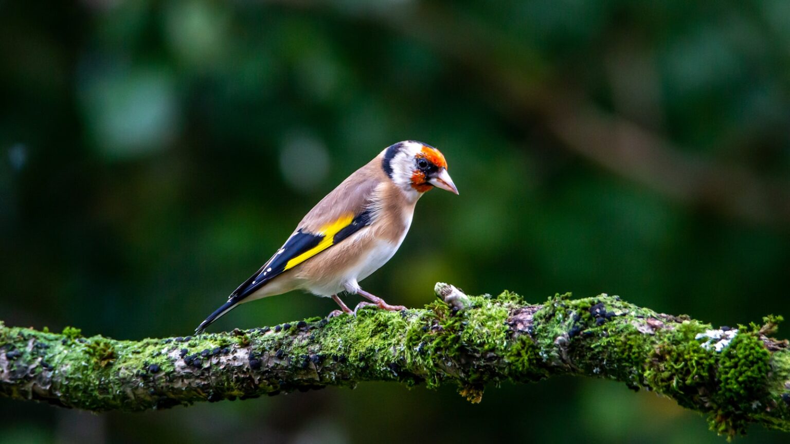 How Birds Use Calls to Warn Each Other About Predators - bird-life.com