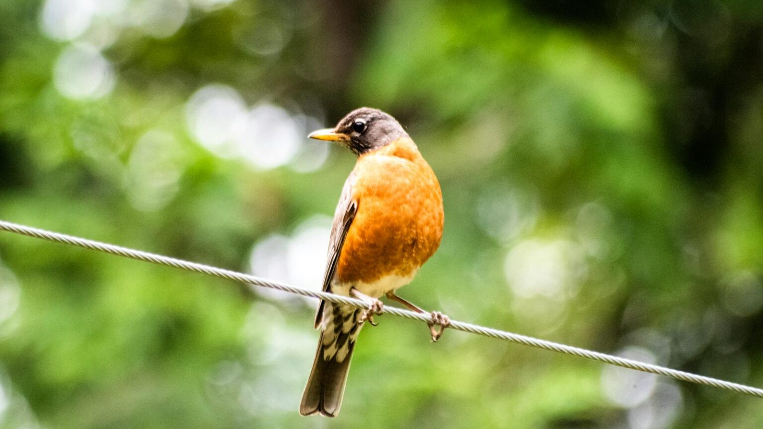 What It Means When Birds Line Up on a Wire - bird-life.com