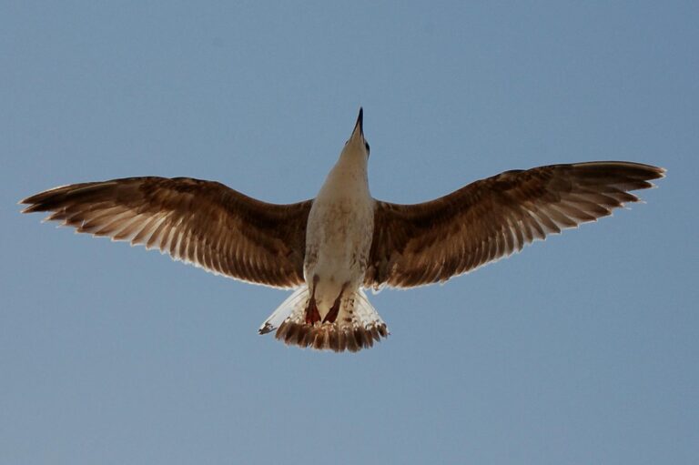 How Birds See the World – A Glimpse Into Avian Vision - bird-life.com