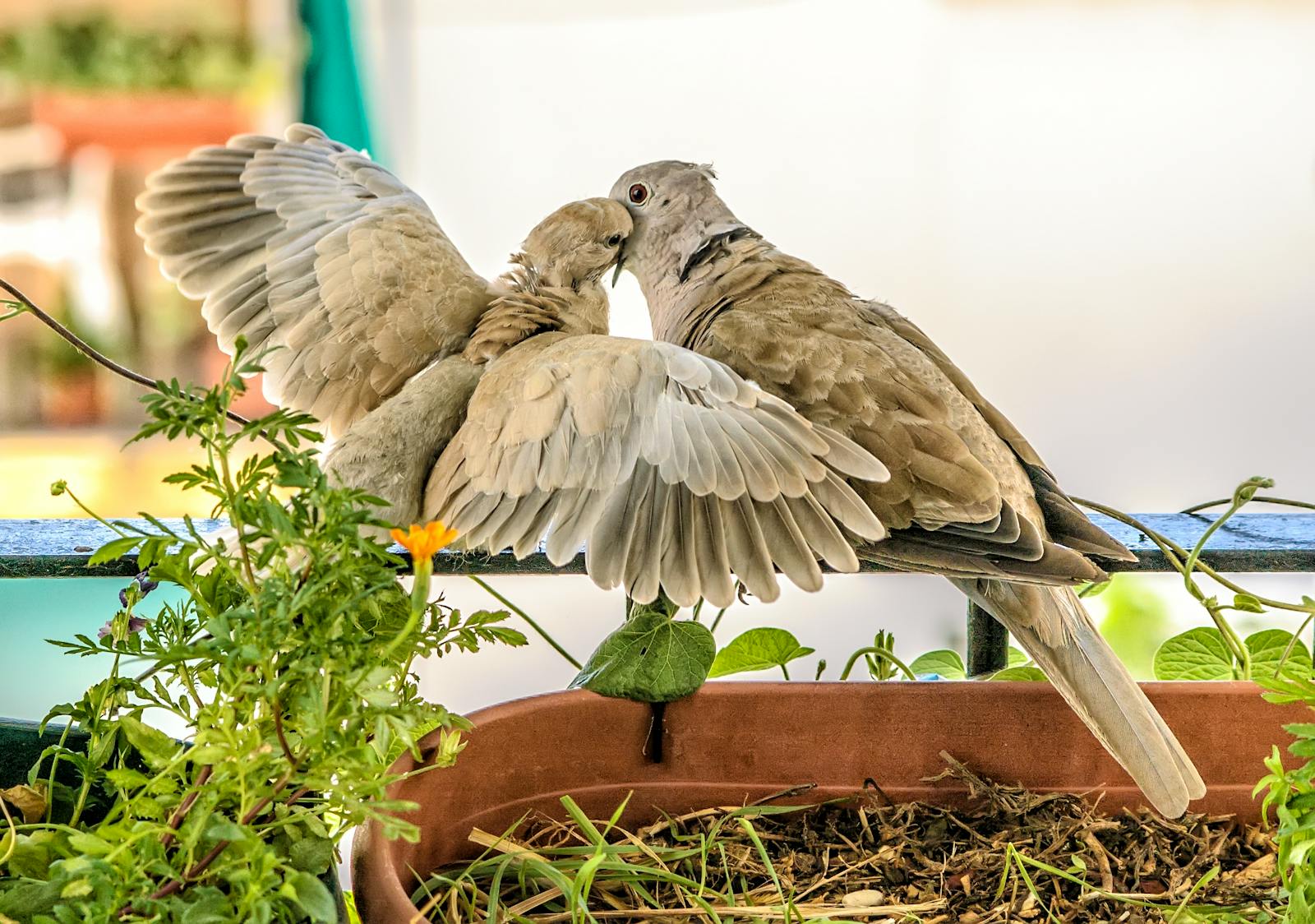 How to Build a Bird Oasis in a Small Urban Balcony - bird-life.com