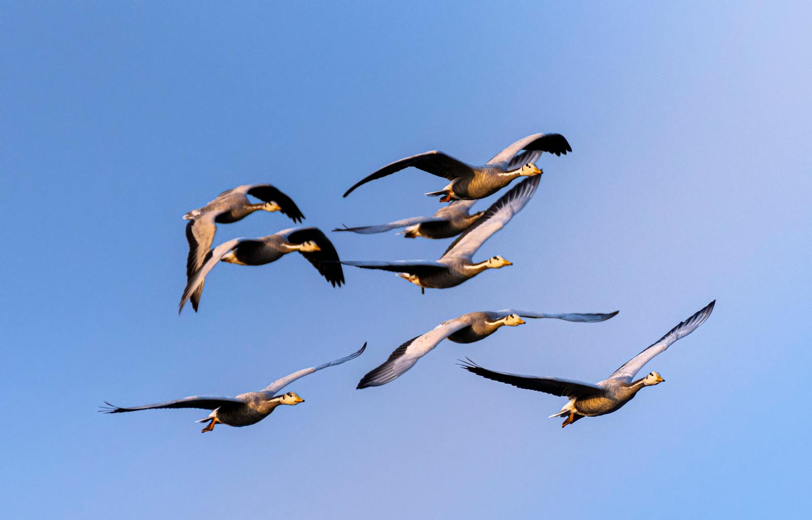 The Science Behind Flocking – Why Birds Fly in V-Formations - bird-life.com