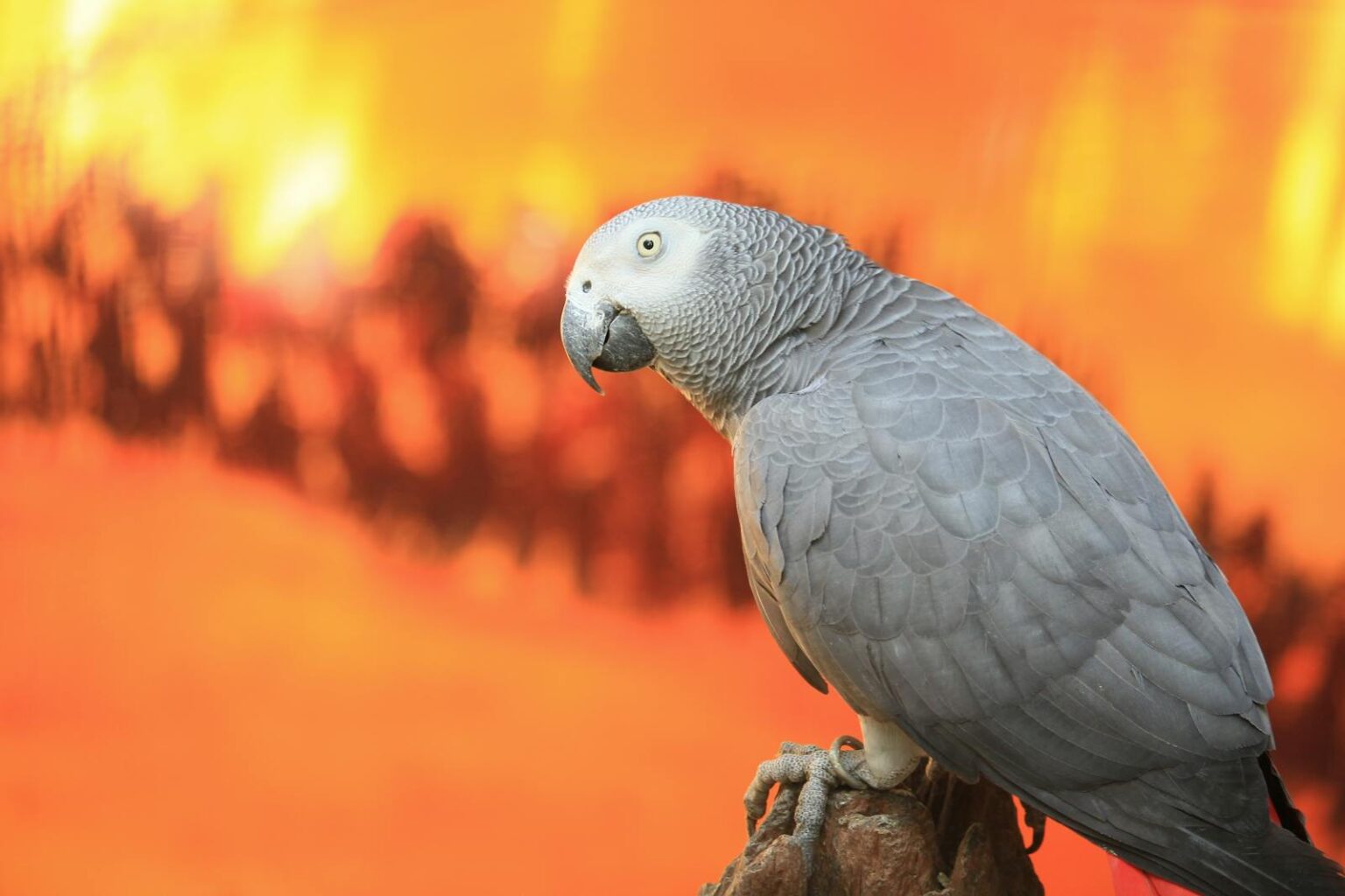 The Parrot That Solves Puzzles Faster Than a 5-Year-Old - bird-life.com