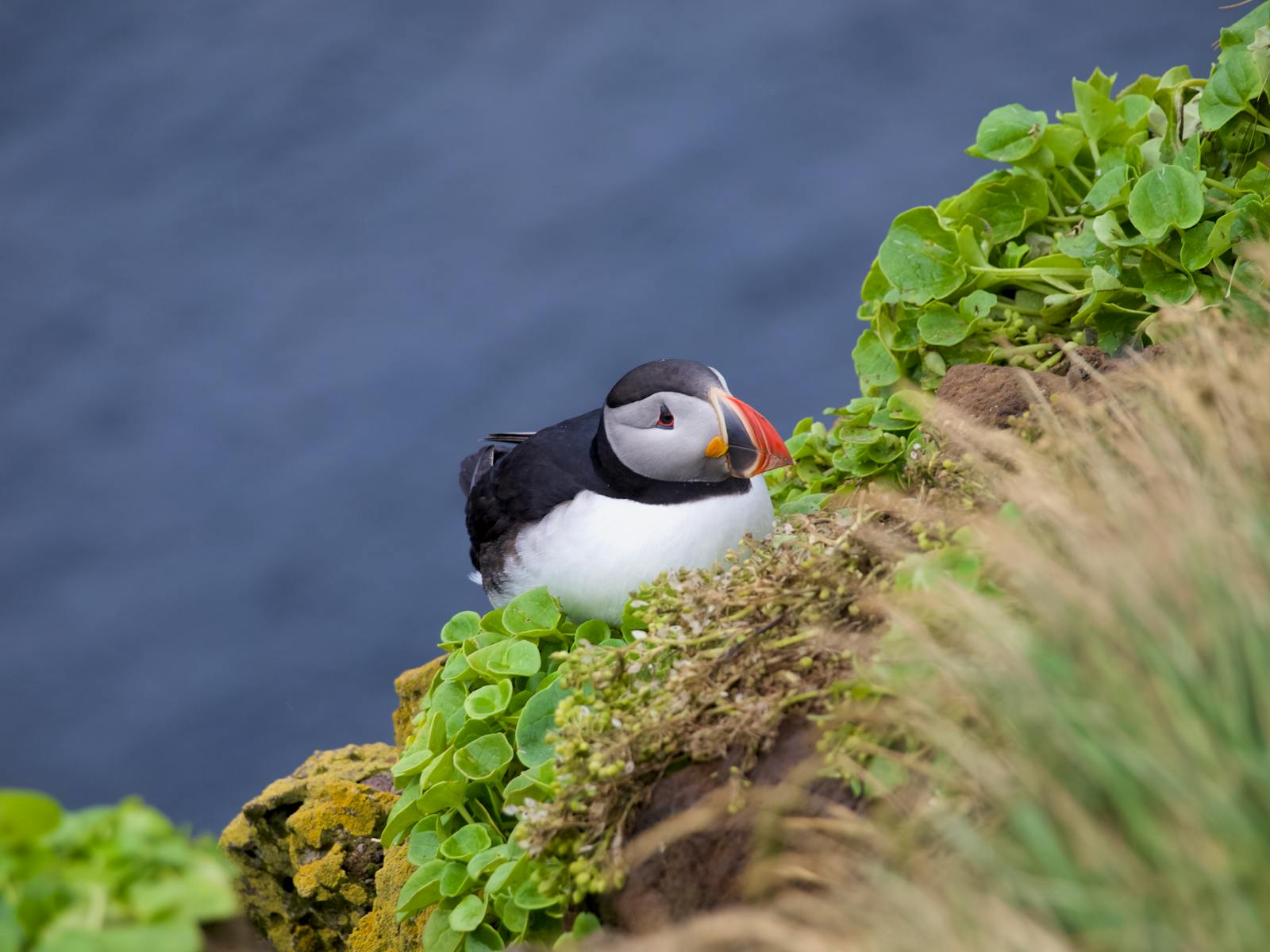 The Puffin: Nature’s Flying Clown or Underwater Torpedo? - bird-life.com