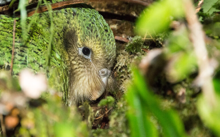 Meet the World’s Only Flightless Parrot – And Its Strange Life - bird ...
