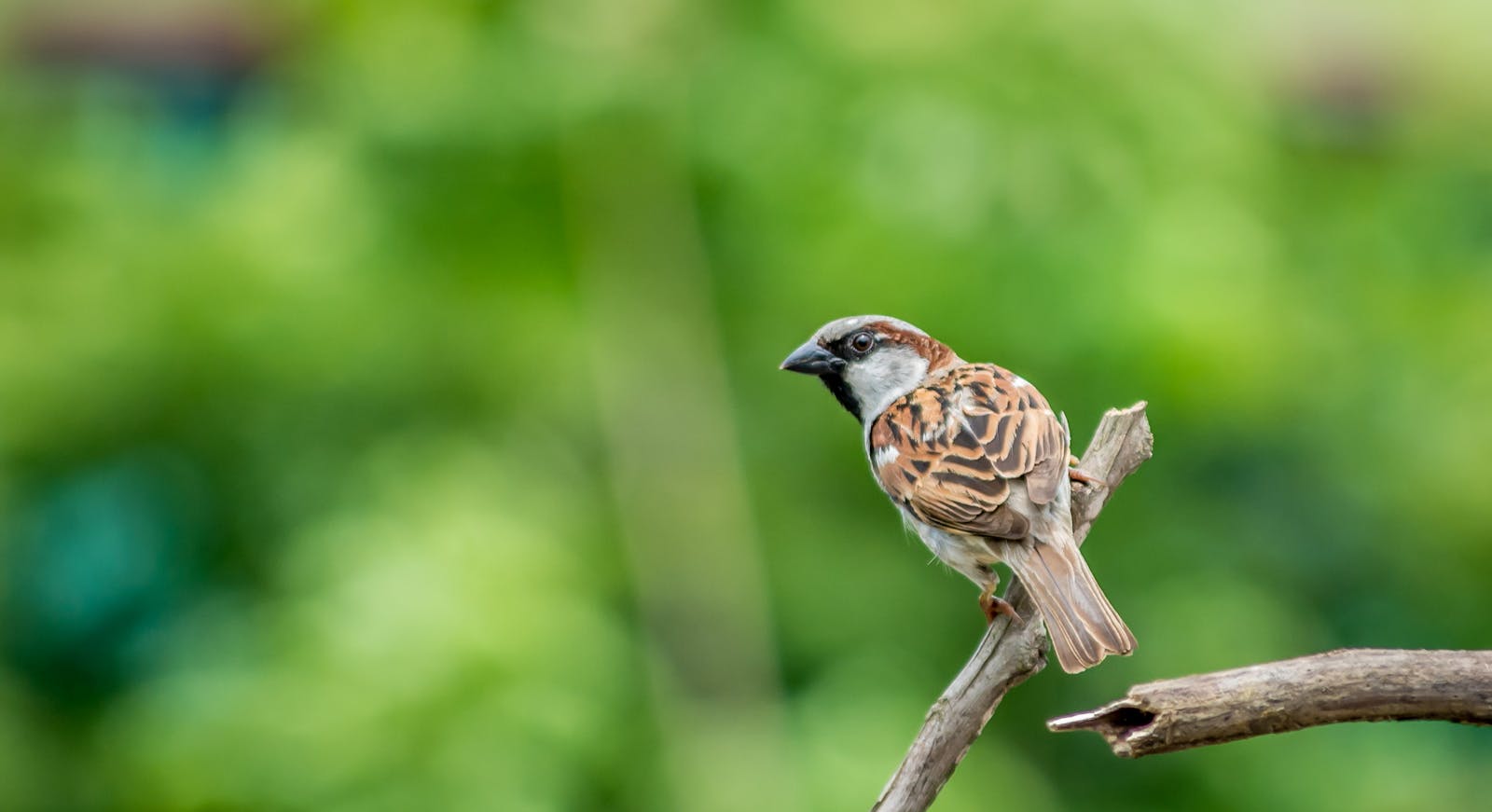 How Birds Know When It’s Time to Migrate - bird-life.com