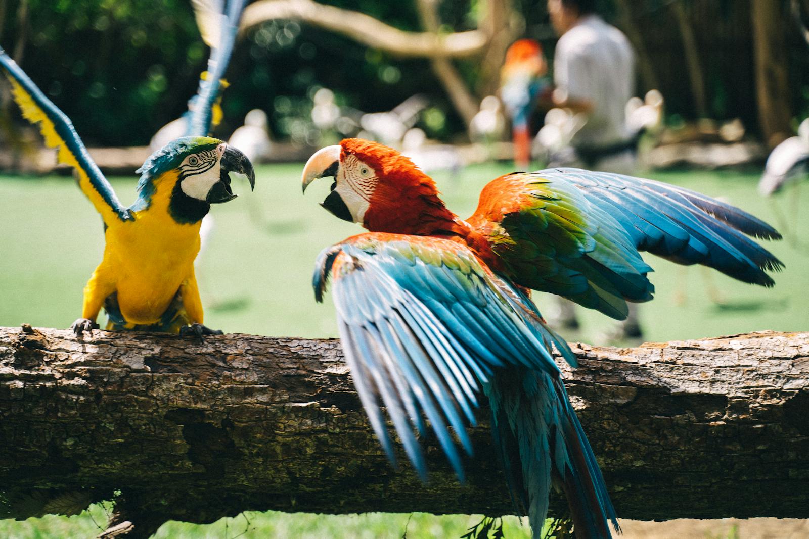 How Do Birds Recognize Their Own Species? - bird-life.com