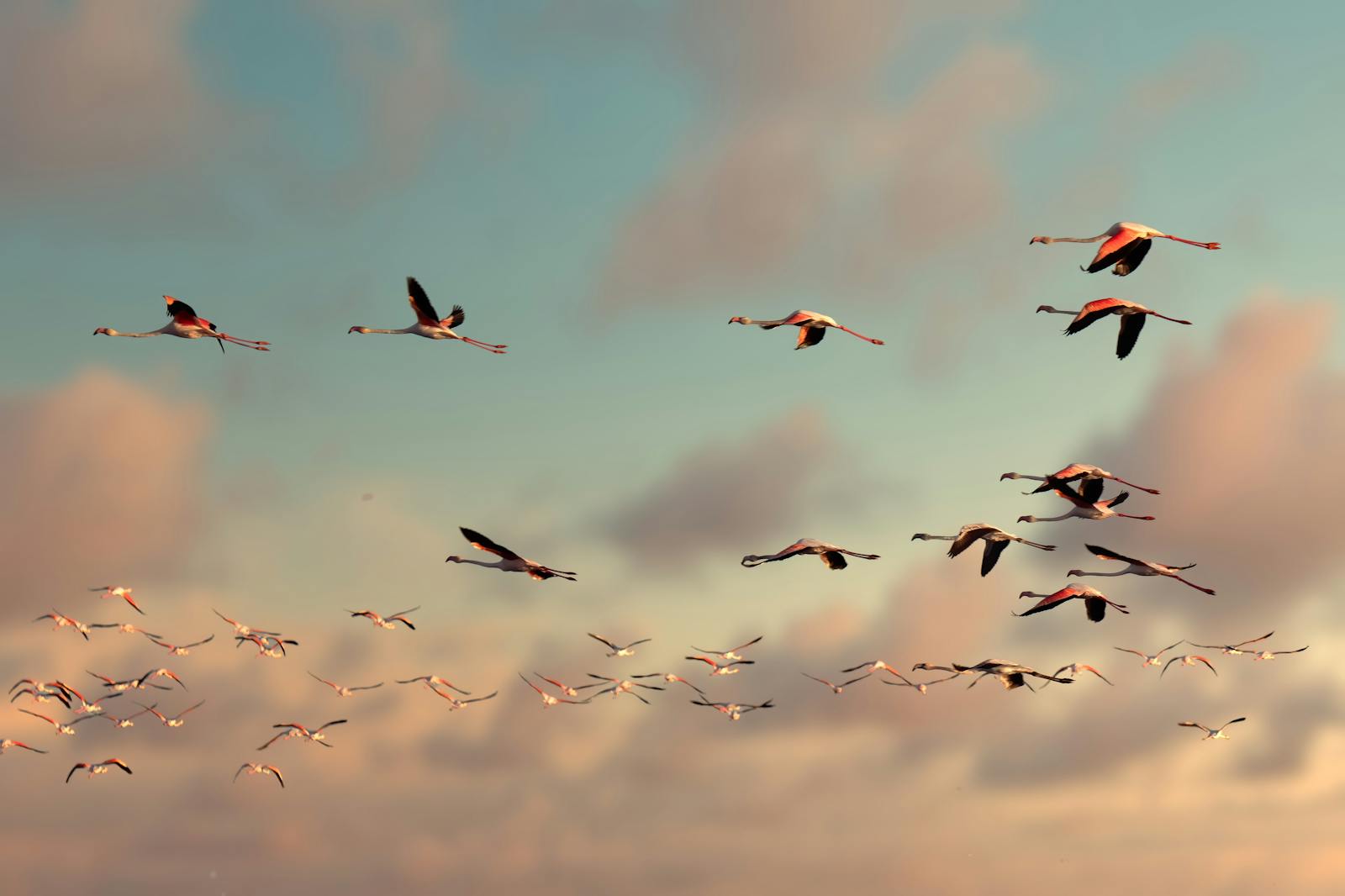 The Science Behind Flocking – Why Birds Fly in V-Formations - bird-life.com
