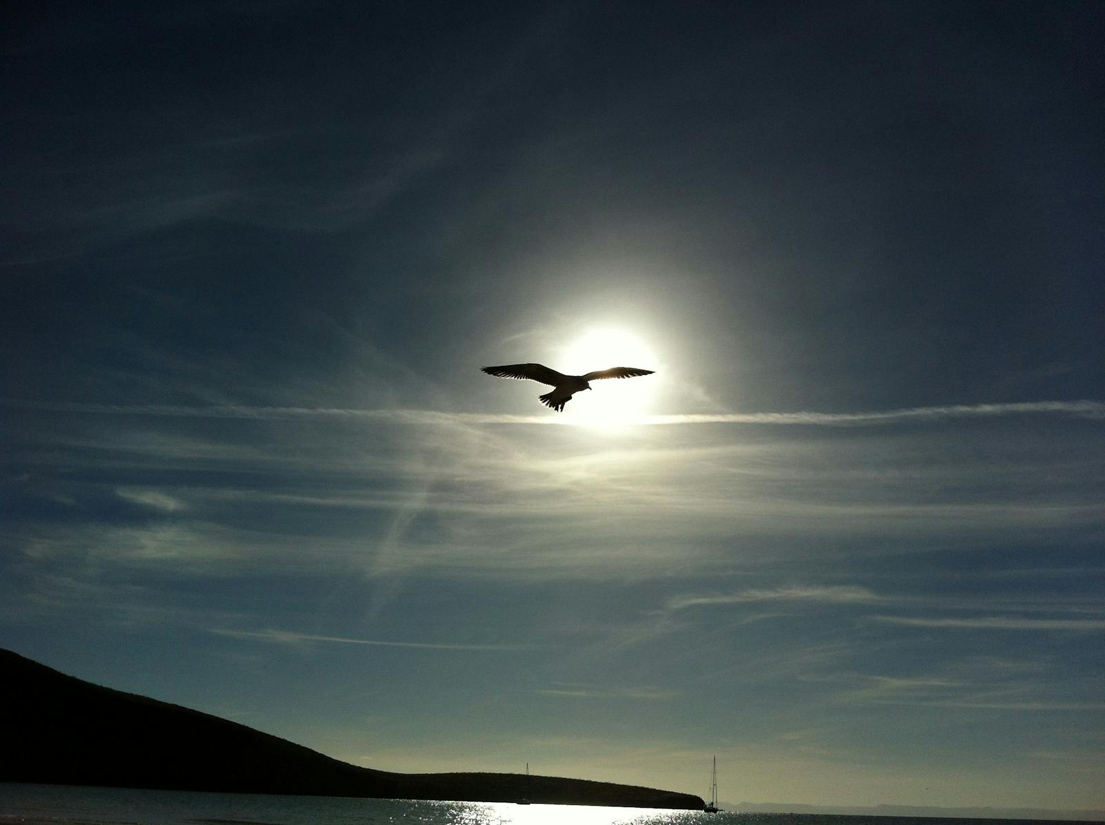How Conservation Efforts Saved the Bald Eagle From Extinction - bird ...