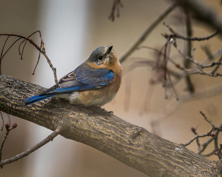 The Science Behind Molting – Why Birds Shed Their Feathers - bird-life.com
