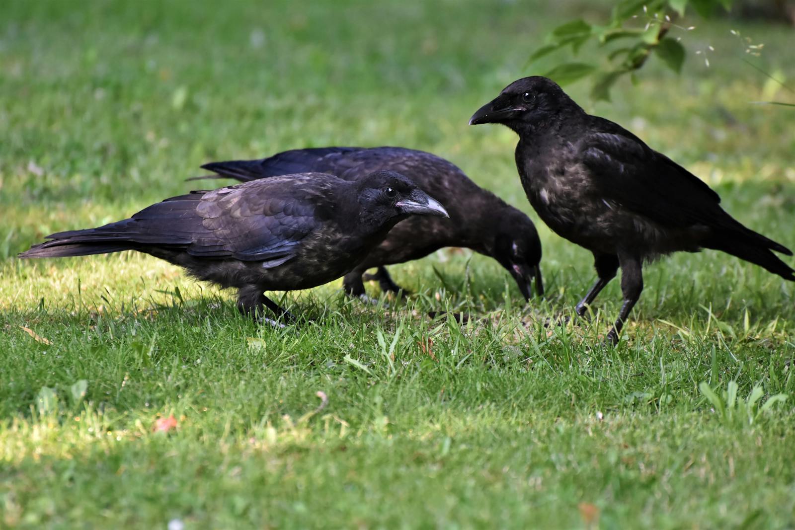 The Crow Funeral – Why These Birds Gather Around Their Dead - bird-life.com