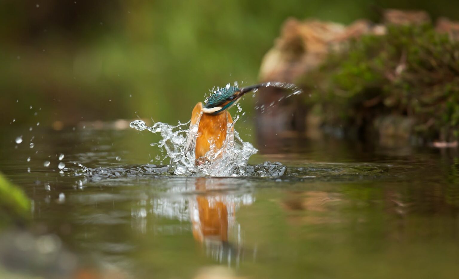 The Bird That Can Catch Fish Without Getting Wet - bird-life.com