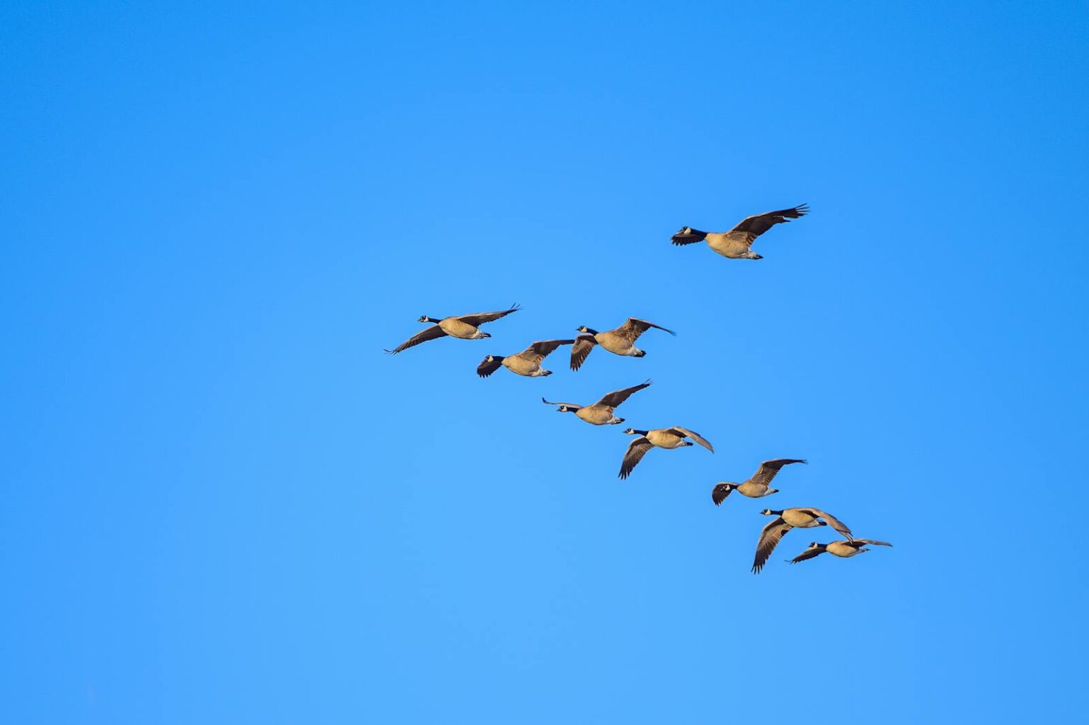 The Science Behind Flocking – Why Birds Fly in V-Formations - bird-life.com