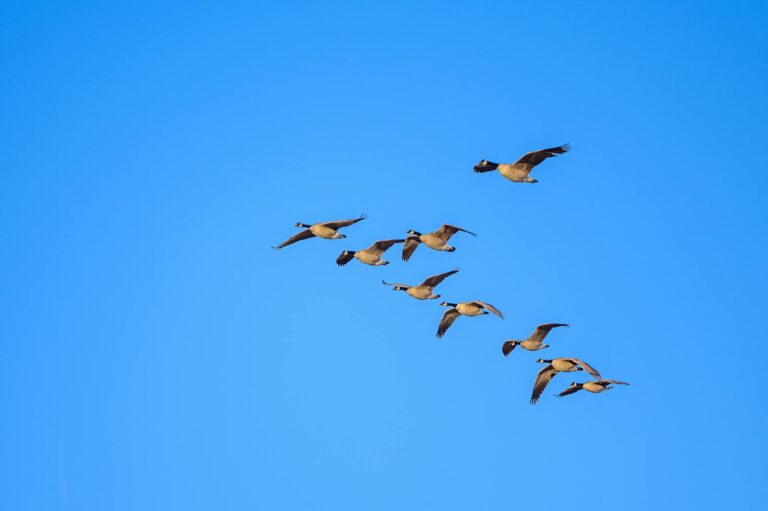 The Role of Magnetic Fields in Bird Navigation - bird-life.com