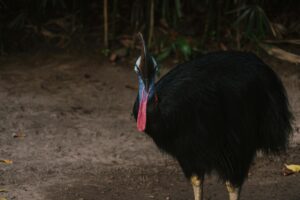 The Most Aggressive Bird Species – And Why They Attack - bird-life.com