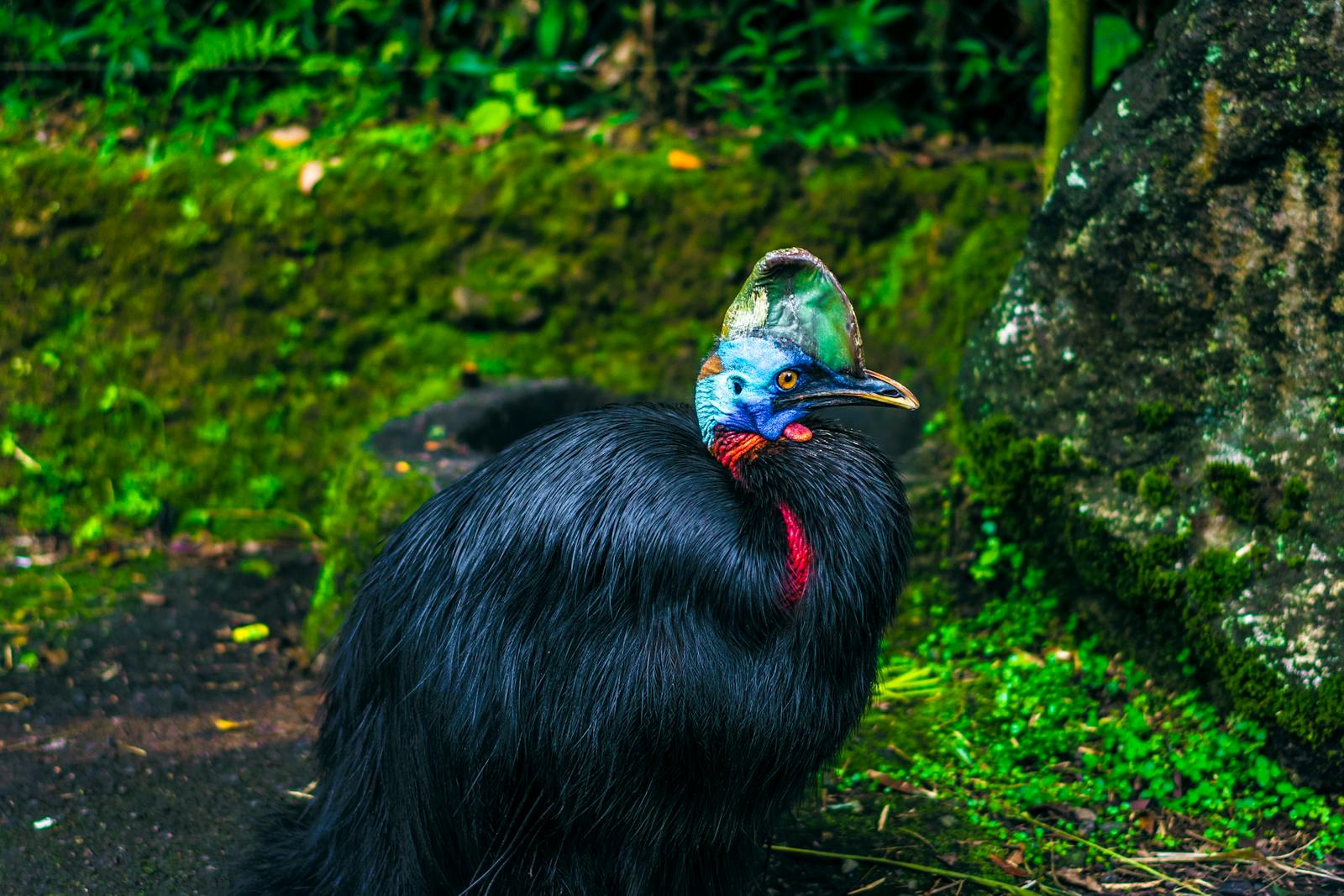 Why Some Birds Are Naturally Bald - bird-life.com