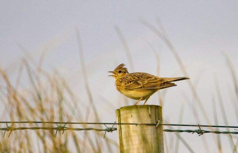 How Do Birds Recognize Their Own Species? - bird-life.com