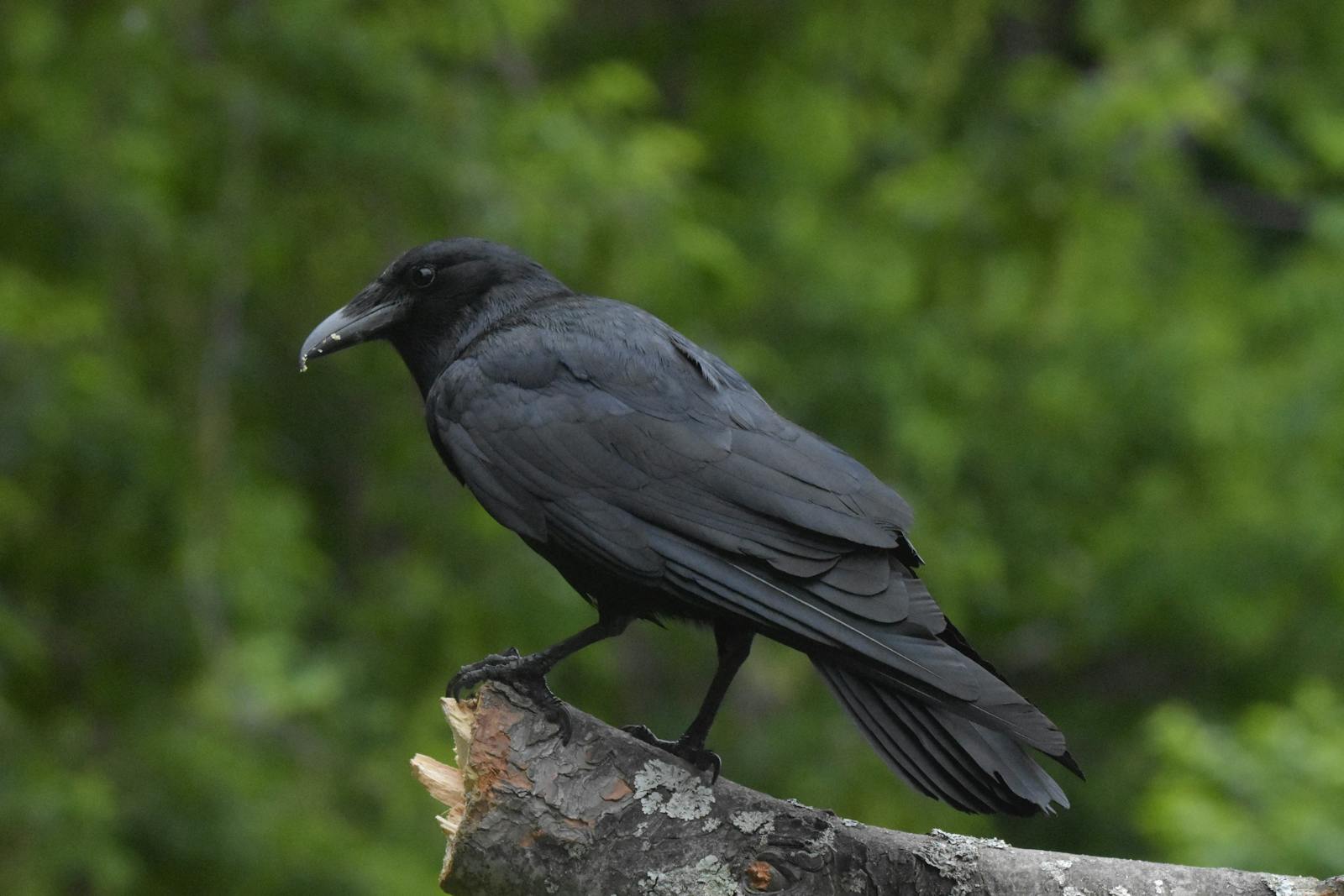 The Most Common Backyard Birds and How to Identify Them - bird-life.com