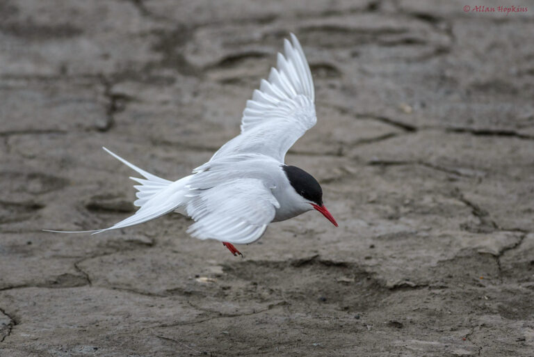 The Ultimate Guide to Understanding Arctic Terns Travel 44,000 Miles ...
