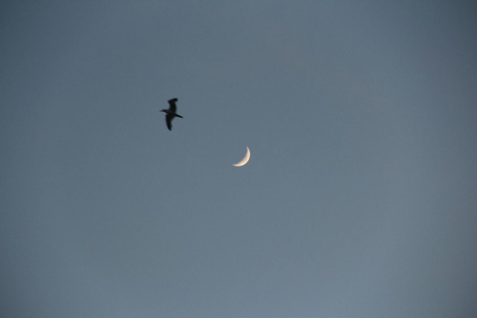 What Moon Phases Mean for Migrating Birds - bird-life.com