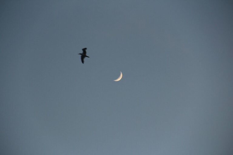 What Moon Phases Mean for Migrating Birds - bird-life.com