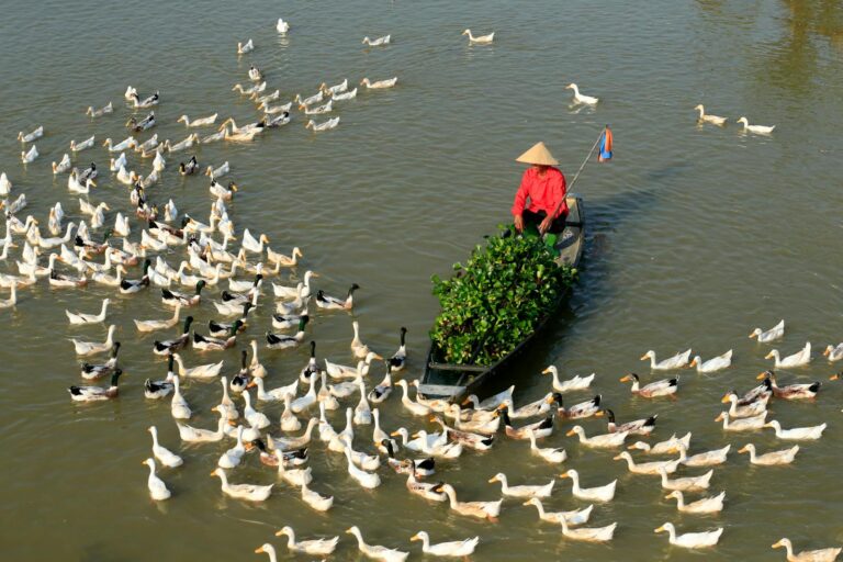 The Best Drones for Capturing Aerial Shots of Birds - bird-life.com