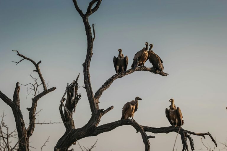How Birds Use Tools – The Astonishing Skills of Some Species - bird ...