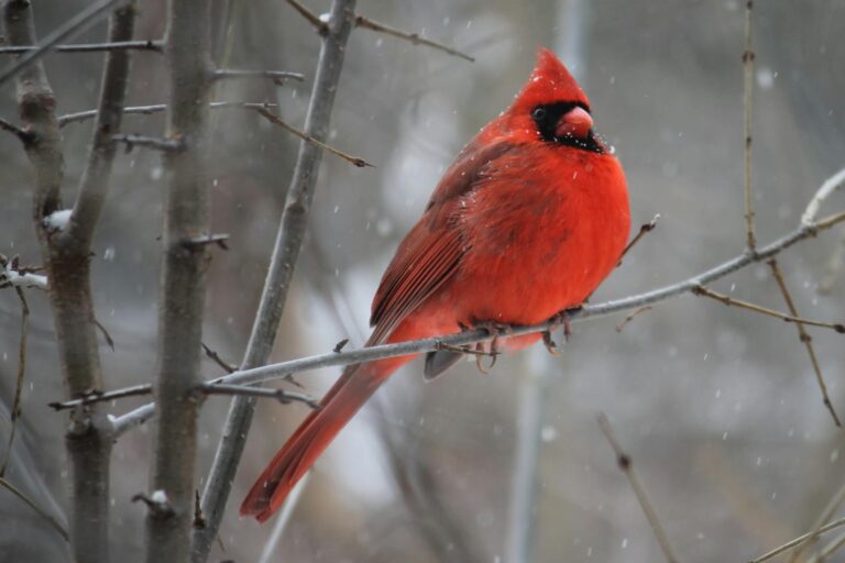 The Most Common Backyard Birds and How to Identify Them - bird-life.com