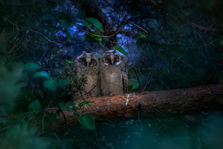 The Best Outdoor Lighting to Avoid Disrupting Birds - bird-life.com