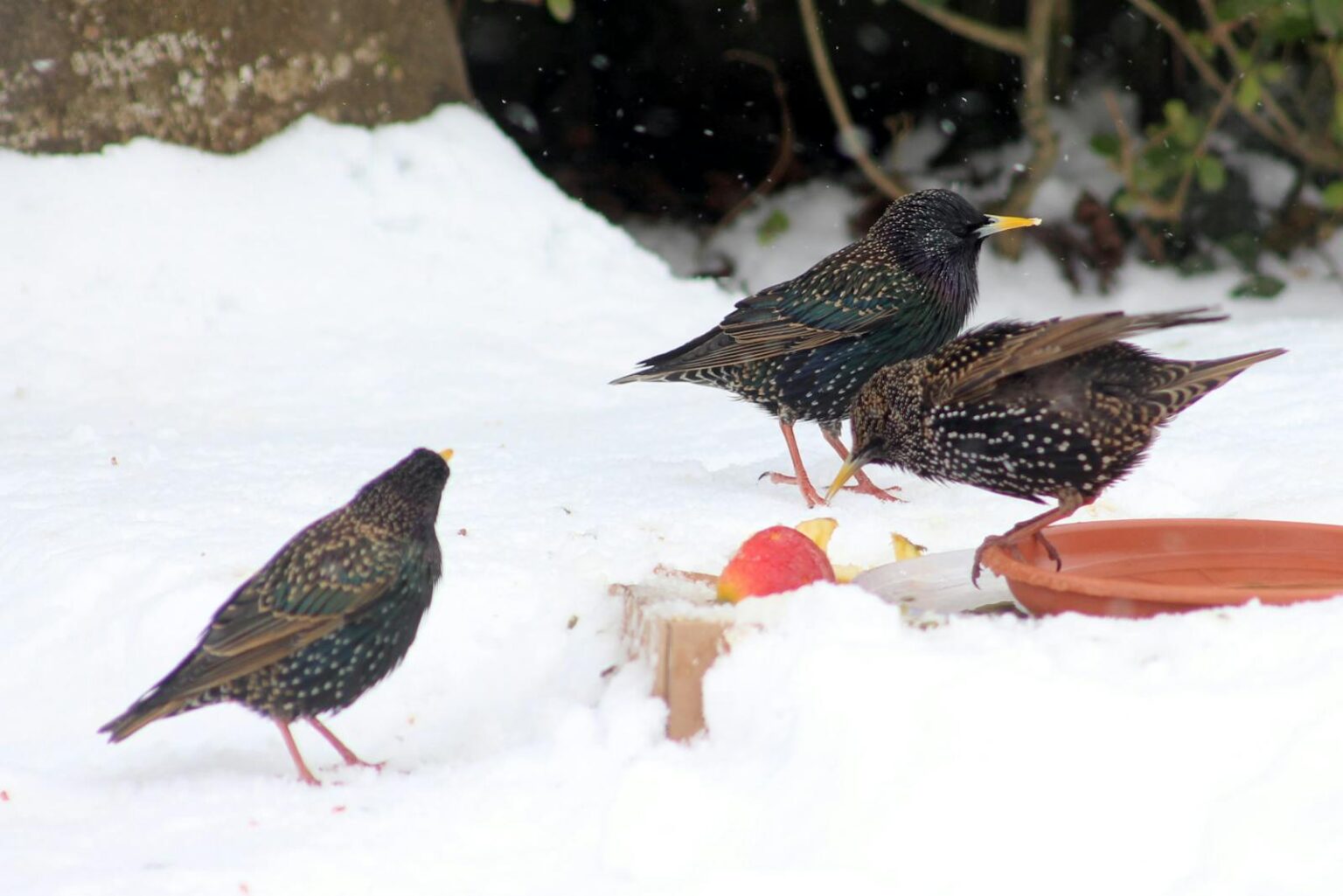 How Birds Prepare for Hibernation-Like States - bird-life.com