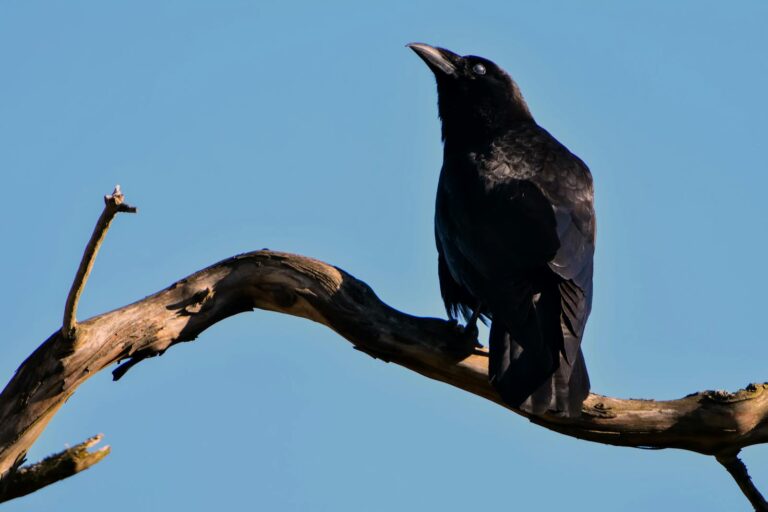 The Crow Funeral – Why These Birds Gather Around Their Dead - bird-life.com