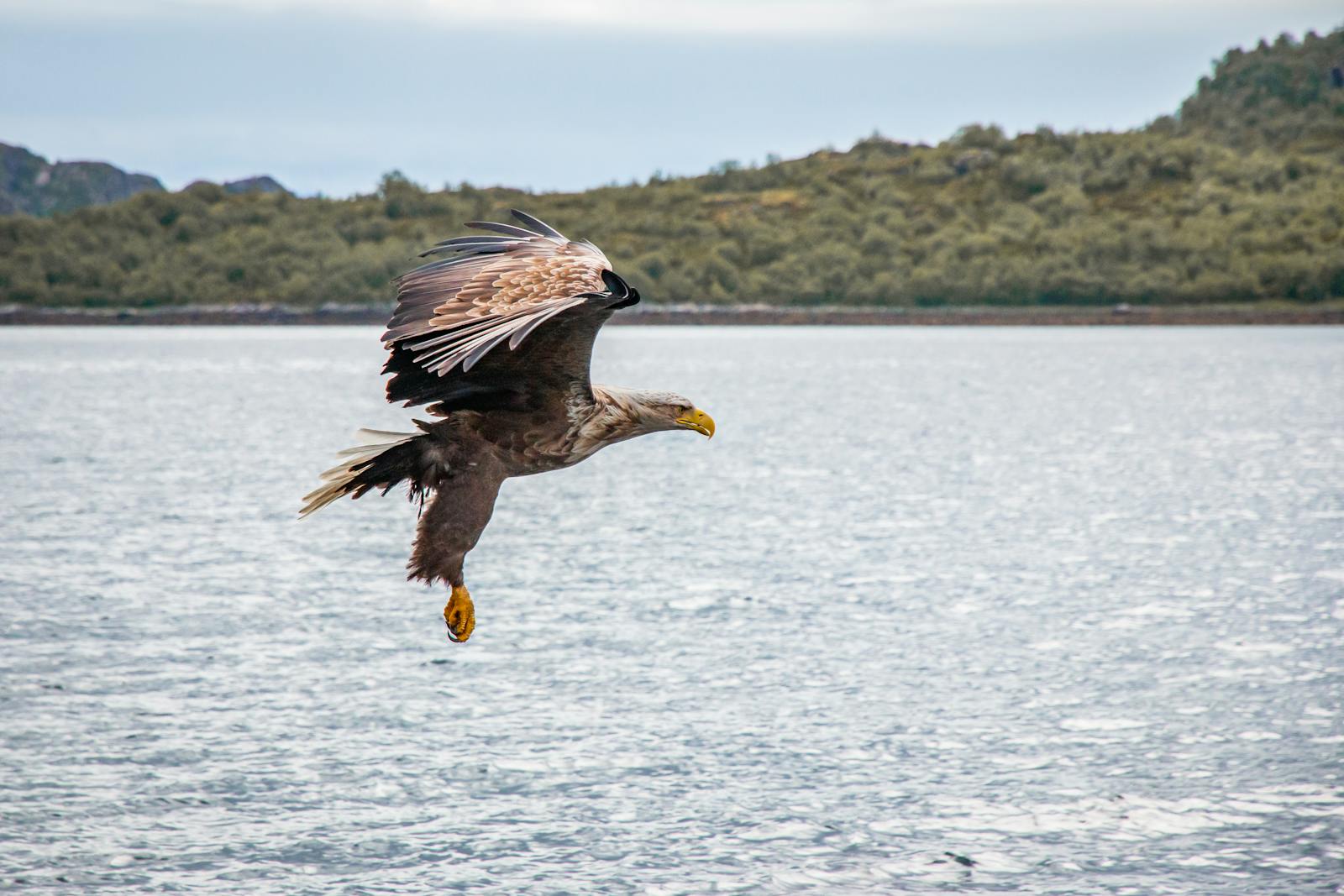 The Most Spectacular Birds in the Australian Outback - bird-life.com