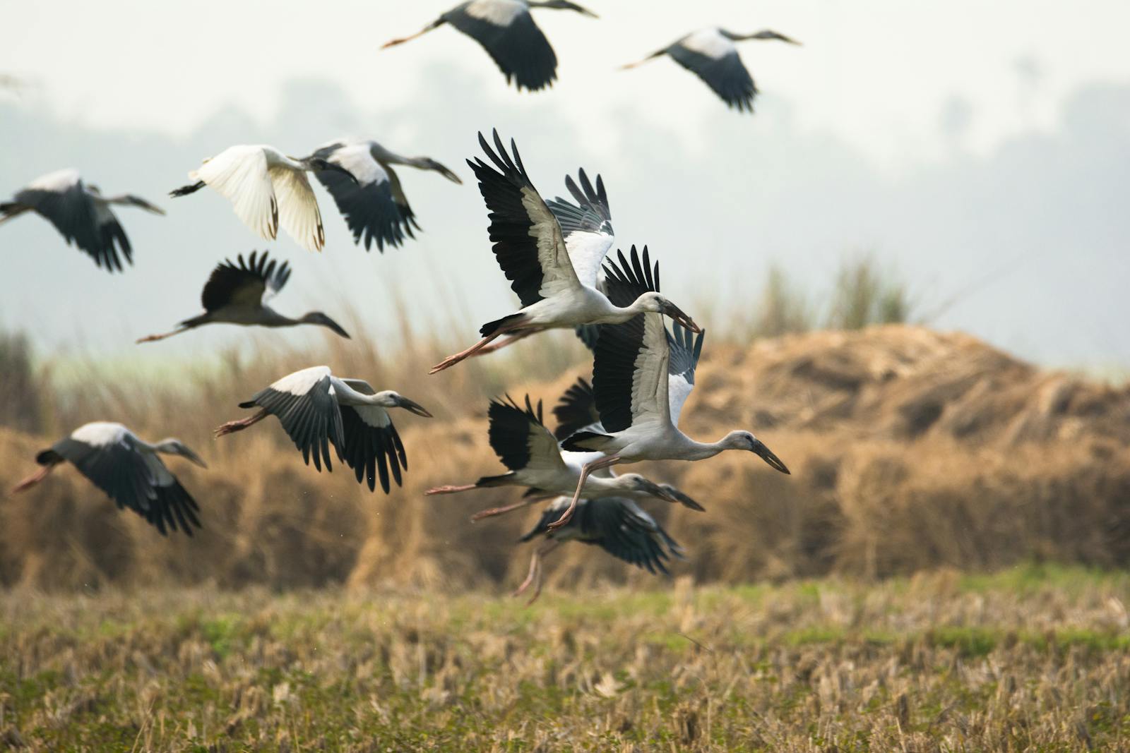 How Birds Know When It’s Time to Migrate - bird-life.com