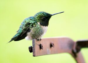 The Fastest Wingbeats in the Bird World – Who Wins the Race - bird-life.com