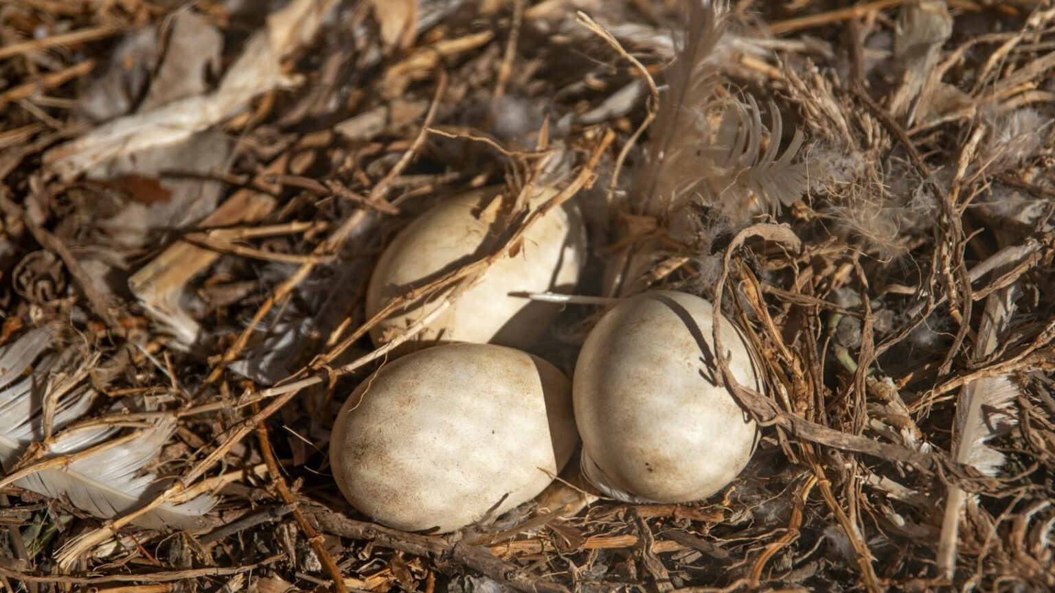 How Birds Survived the Extinction That Wiped Out the Dinosaurs - bird-life.com