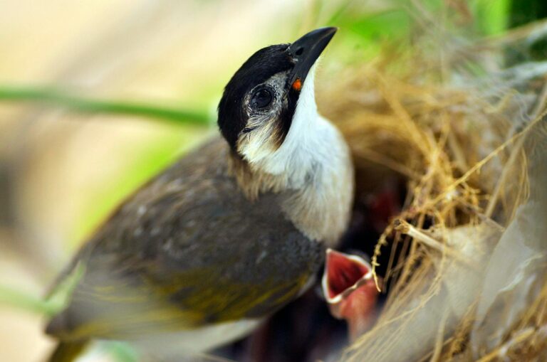 The Bird That Was Thought to Be Extinct but Was Rediscovered - bird ...