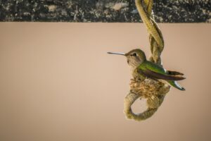 The Fastest Wingbeats in the Bird World – Who Wins the Race - bird-life.com