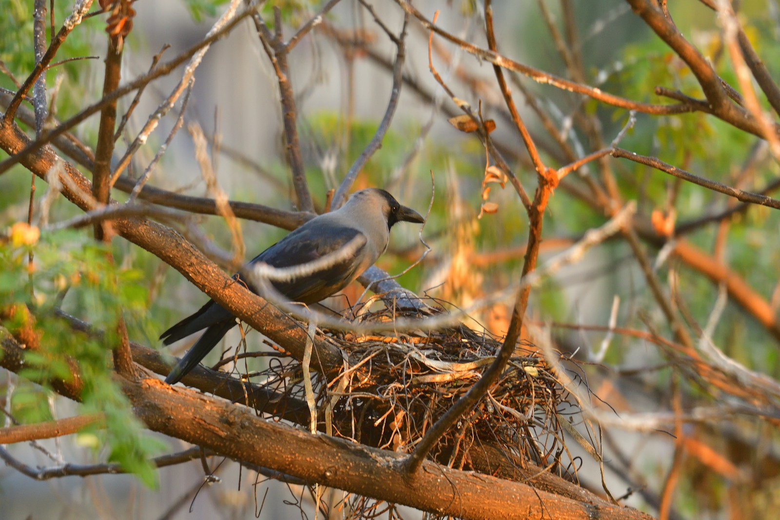 The Bird That Collects Shiny Objects to Impress a Mate - bird-life.com
