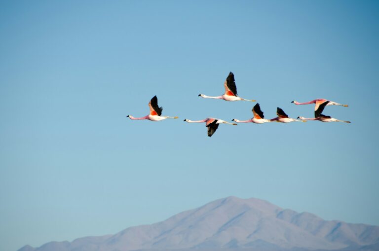 The Science Behind Flocking – Why Birds Fly in V-Formations - bird-life.com