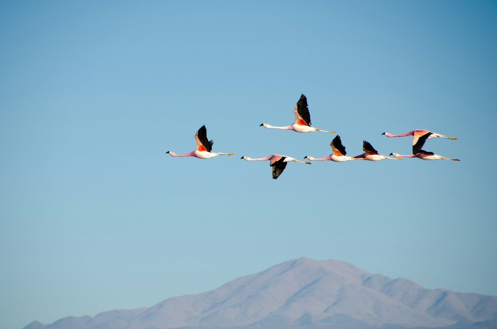 The Science Behind Flocking – Why Birds Fly in V-Formations - bird-life.com