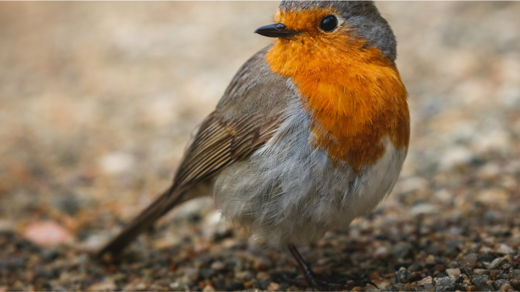 The Bird With a Built-In Compass – How It Always Knows North - bird ...