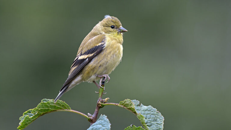 How to Tell a Juvenile Bird From an Adult – A Field Guide - bird-life.com